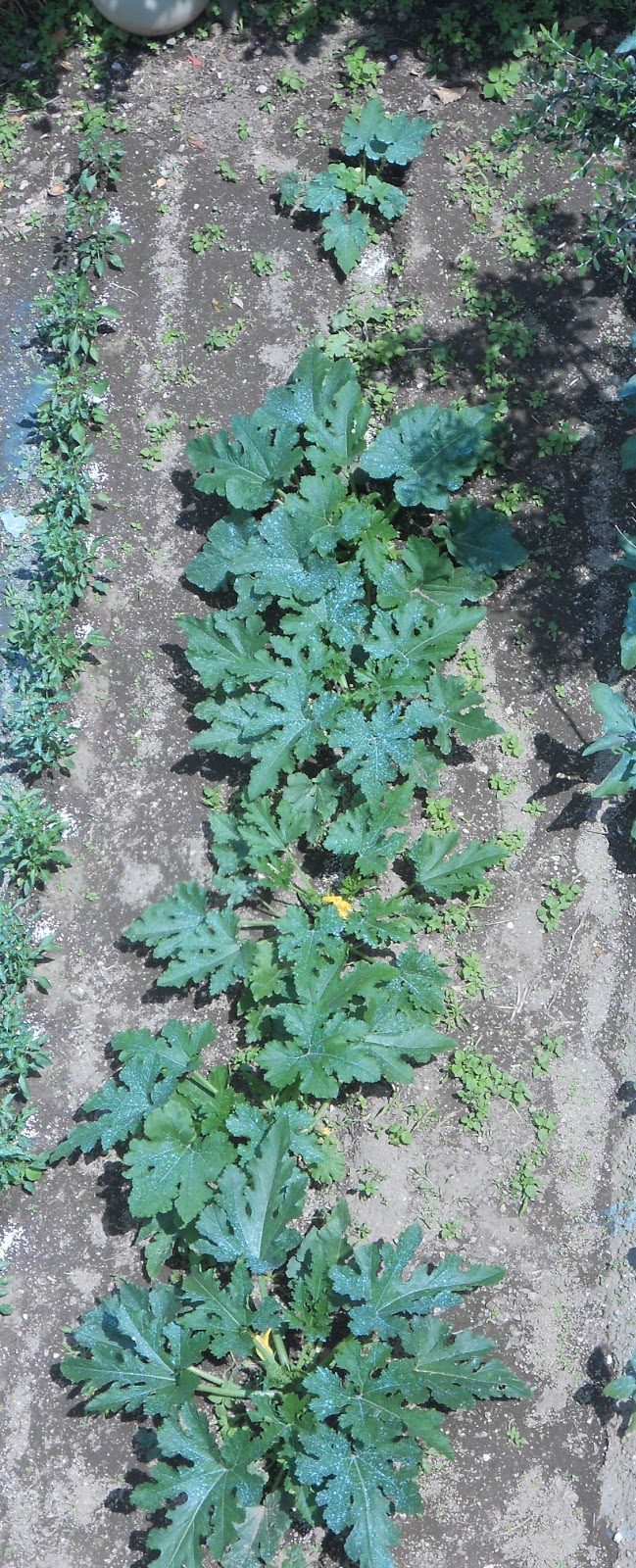 Le leccornie di Maria..: FRITTELLE DI FIORI DI ZUCCA ( frittelle di ...